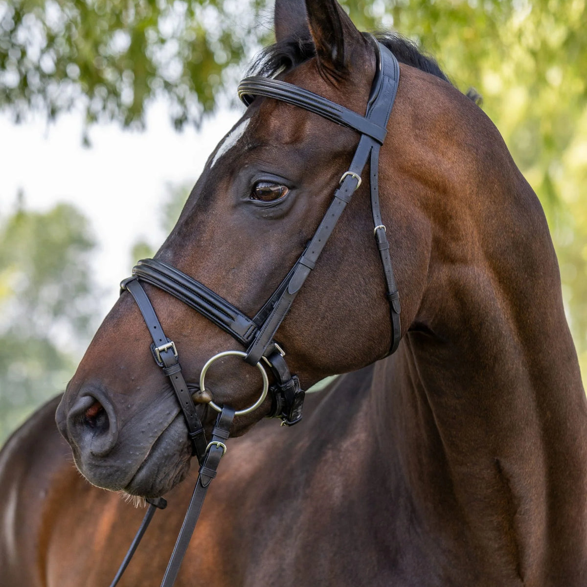 Dressage Bridles – World Equestrian Brands