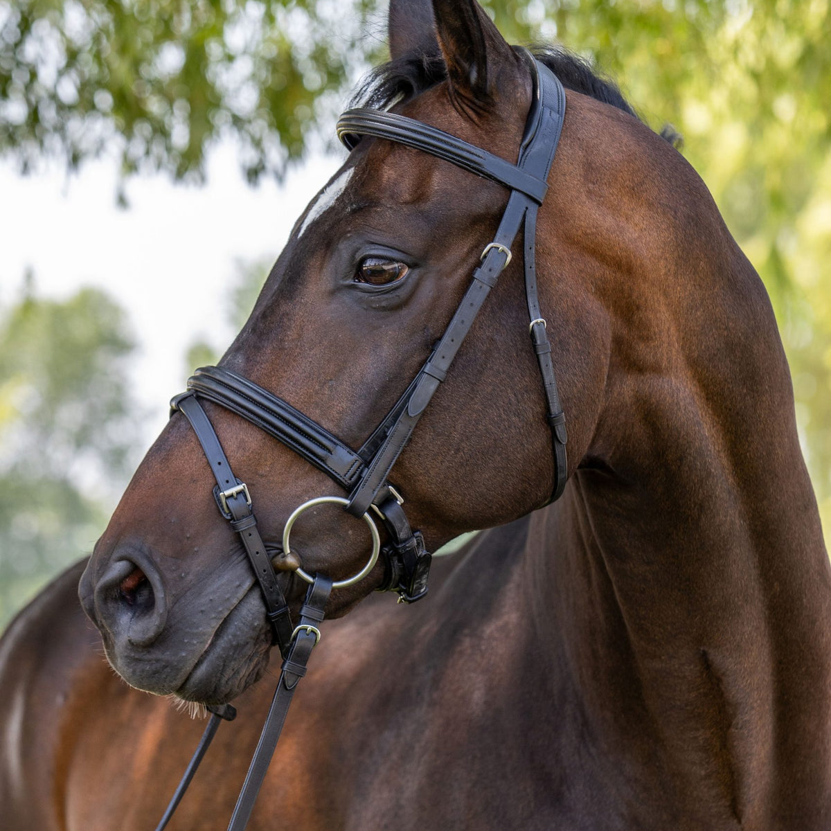 Vespucci Double Raised Snaffle Bridle – World Equestrian Brands