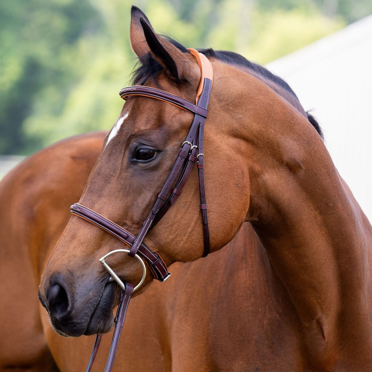 Vespucci Fancy Raised Hunter Bridle – World Equestrian Brands