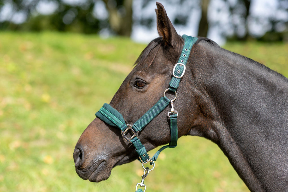 Equilibrium Stellar Style Head Collar – World Equestrian Brands